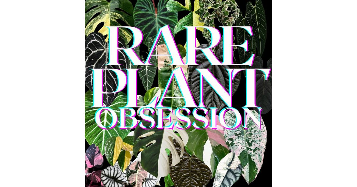 Rare Plant Obsession | 48 Customer Reviews with a 5-Star Rating